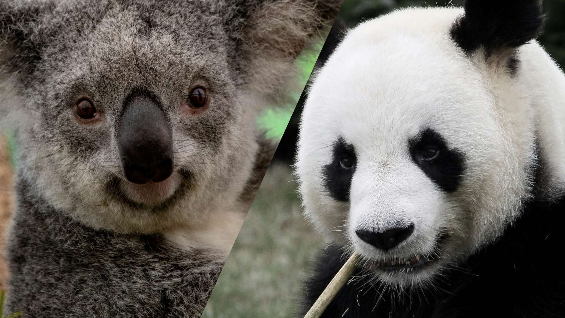 Future of work—Don’t be a koala or a panda – Dr Seamus Phan